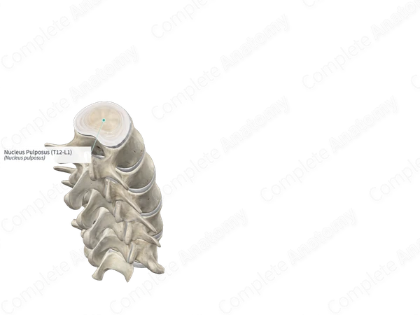 Nucleus Pulposus (T12-L1) | Complete Anatomy