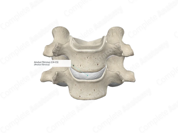 Anulus Fibrosus (C4-C5) | Complete Anatomy