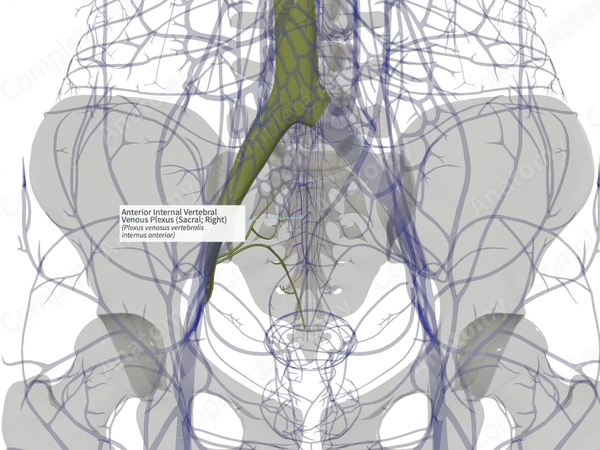 Anterior Internal Vertebral Venous Plexus (Sacral; Right) | Complete ...
