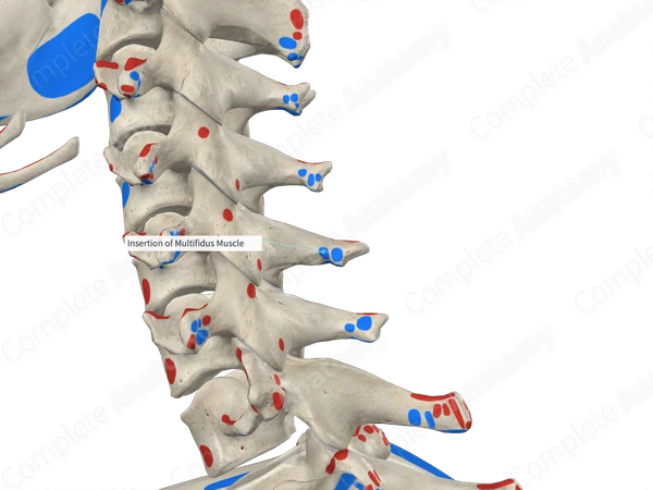 Insertion of Multifidus Muscle | Complete Anatomy