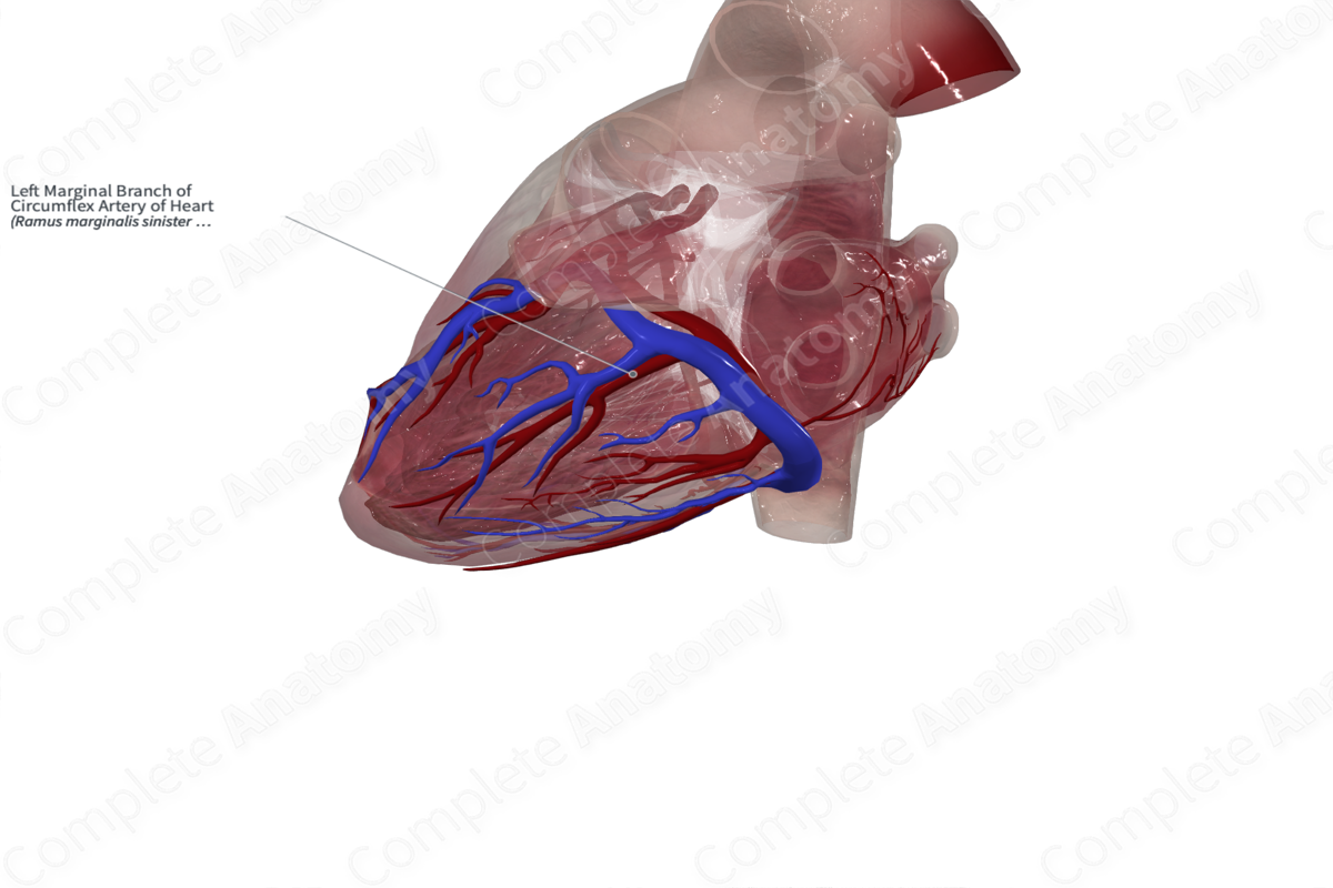 Left Marginal Branch of Circumflex Artery of Heart | Complete Anatomy