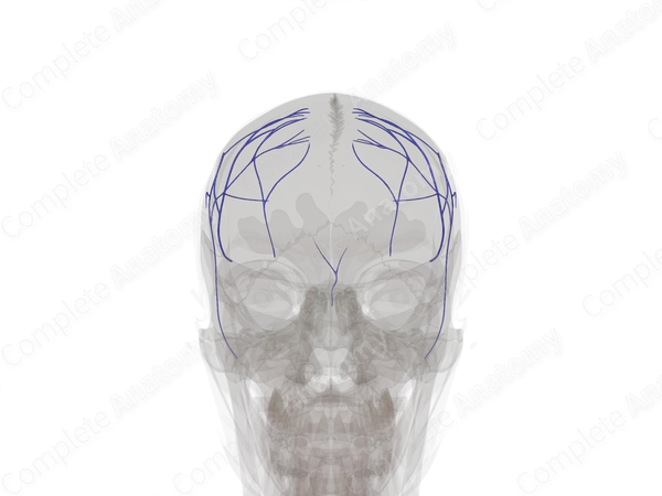 Diploic Veins | Complete Anatomy