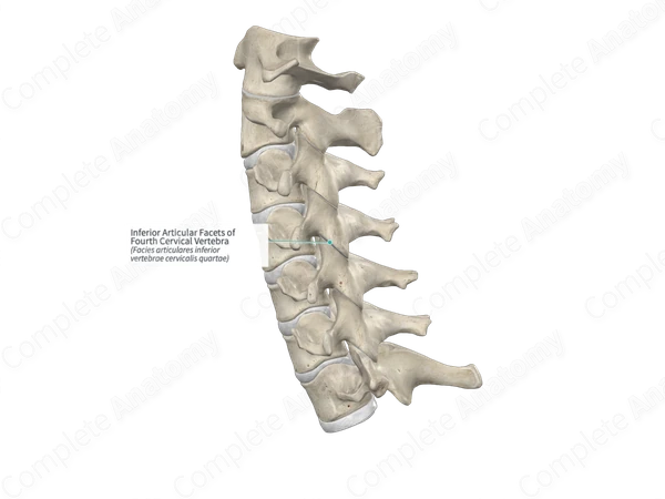 Inferior Articular Facets of Fourth Cervical Vertebra | Complete Anatomy