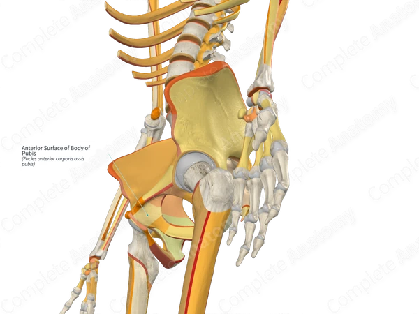 Anterior Surface of Body of Pubis | Complete Anatomy