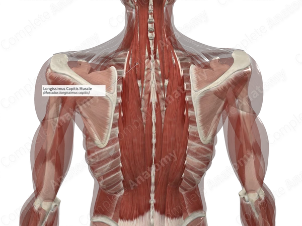 Longissimus Capitis Cat