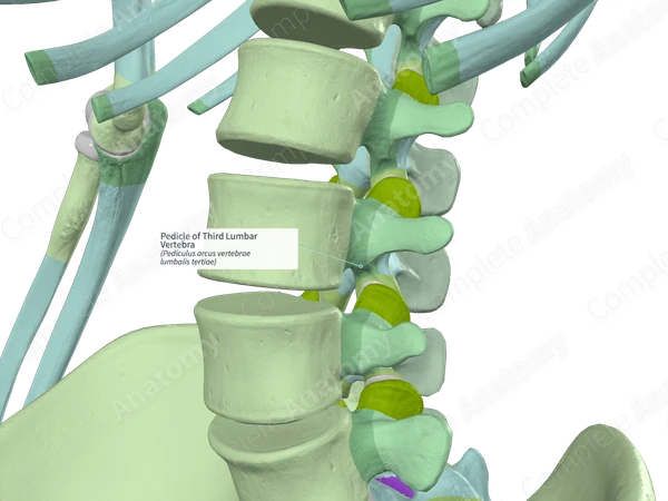 Pedicle of Third Lumbar Vertebra (Left) | Complete Anatomy