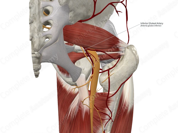 Inferior Gluteal Artery | Complete Anatomy