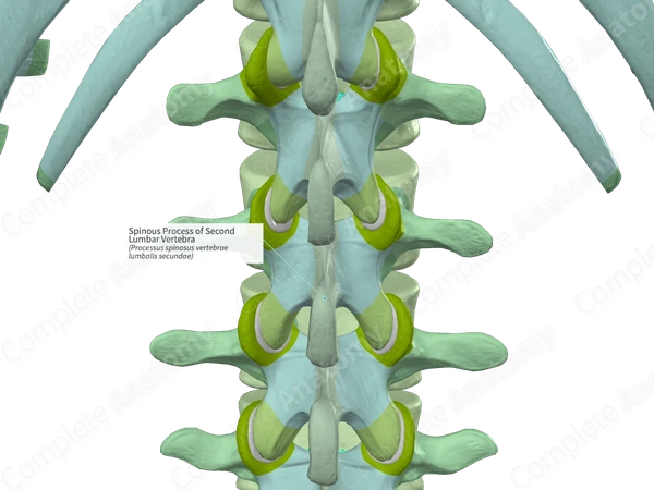 Spinous Process of Second Lumbar Vertebra | Complete Anatomy