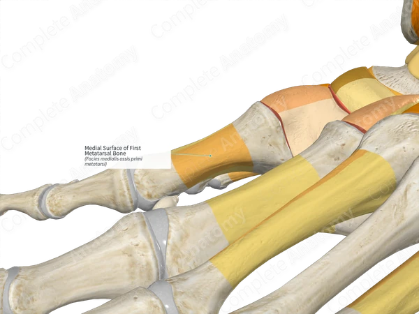 Medial Surface of First Metatarsal Bone | Complete Anatomy