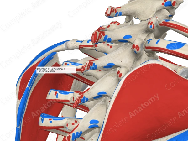 Insertion of Semispinalis Thoracis Muscle | Complete Anatomy