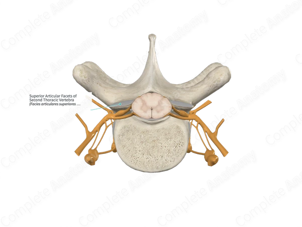 Superior Articular Facets of Second Thoracic Vertebra | Complete Anatomy