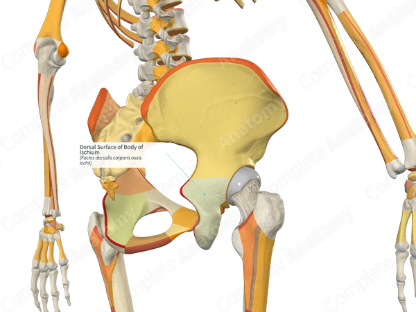 Dorsal Surface of Body of Ischium | Complete Anatomy