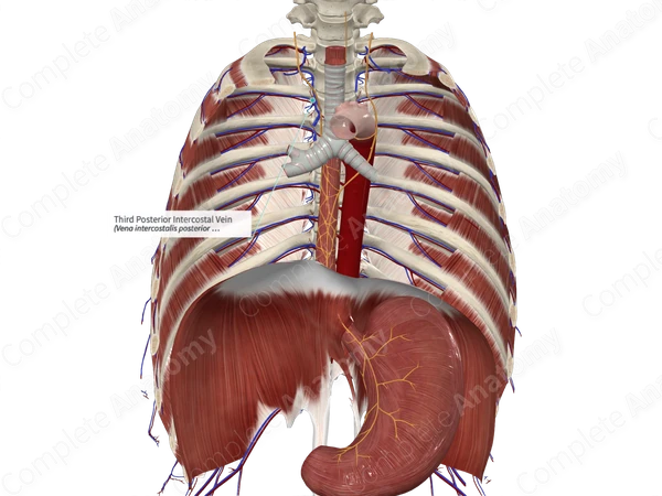 Third Posterior Intercostal Vein | Complete Anatomy