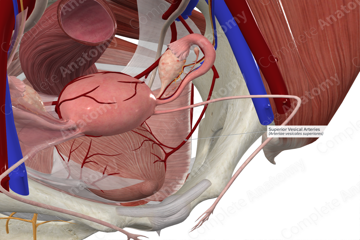 Superior Vesical Arteries Complete Anatomy