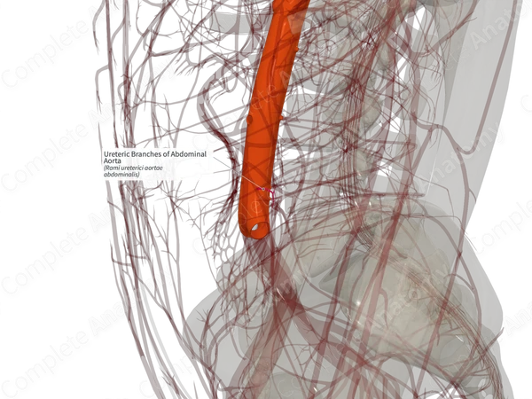 Ureteric Branches of Abdominal Aorta | Complete Anatomy