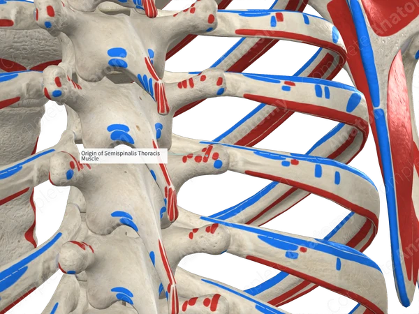 Origin of Semispinalis Thoracis Muscle | Complete Anatomy