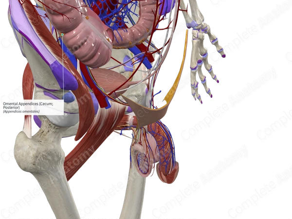 Omental Appendices (Cecum; Posterior) | Complete Anatomy