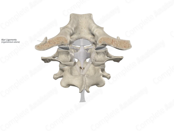 Alar Ligaments | Complete Anatomy