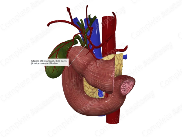 Arteries of Extrahepatic Bile Ducts | Complete Anatomy