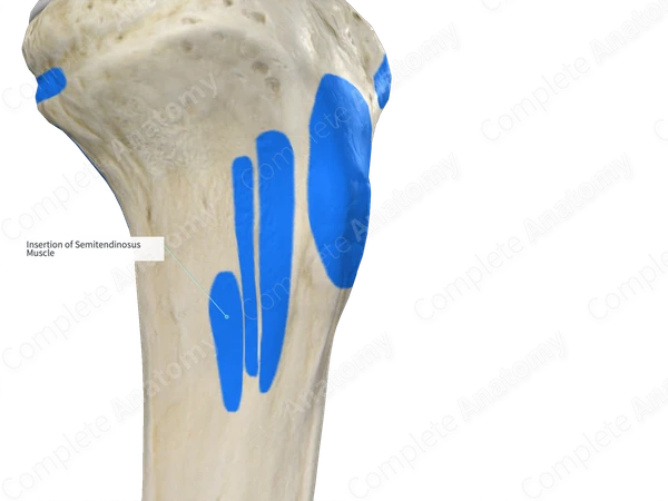 Insertion of Semitendinosus Muscle | Complete Anatomy