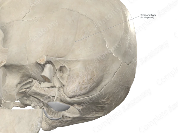 Temporal Bone | Complete Anatomy