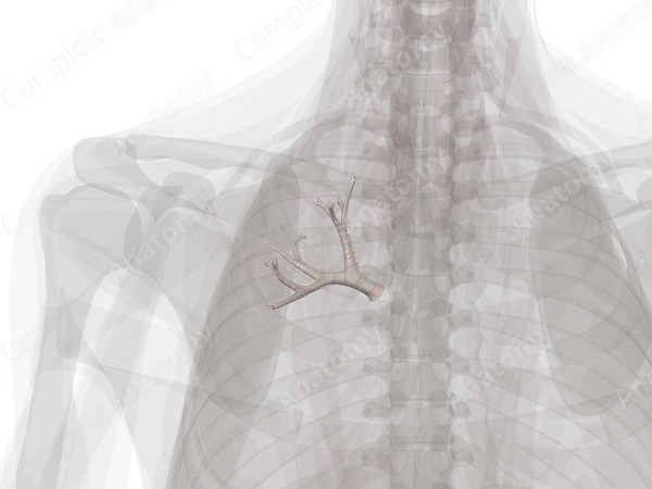 Bronchi of Superior Lobe of Right Lung | Complete Anatomy