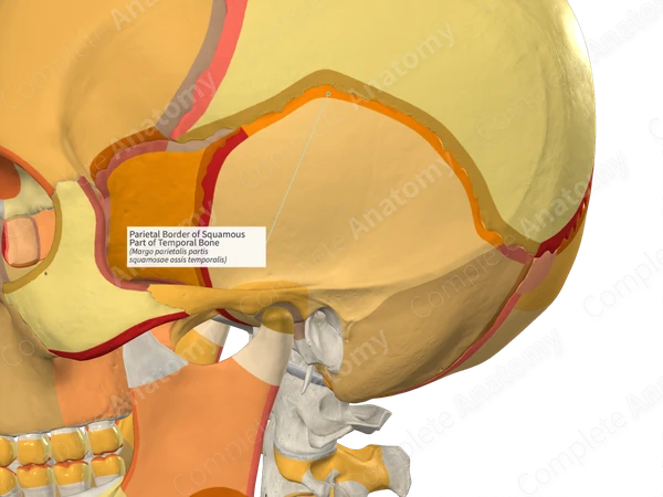 Parietal Border of Squamous Part of Temporal Bone | Complete Anatomy