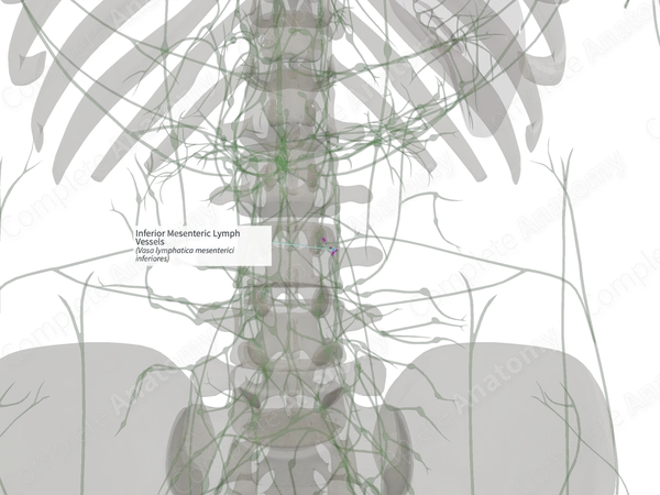 Inferior Mesenteric Lymph Vessels | Complete Anatomy