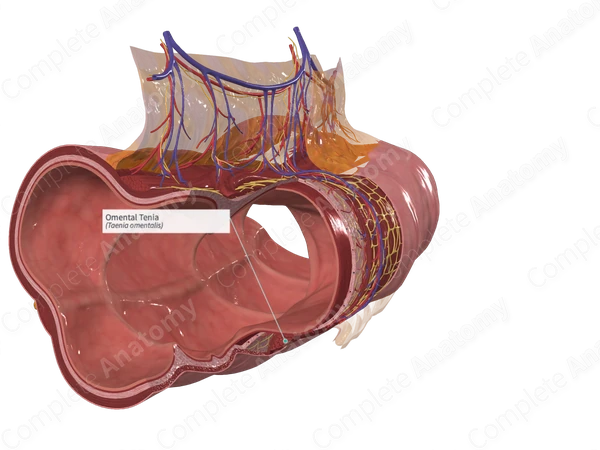 Omental Tenia | Complete Anatomy