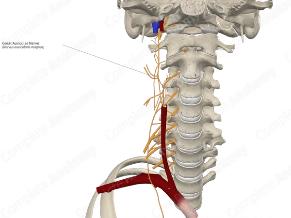 Great Auricular Nerve | Complete Anatomy