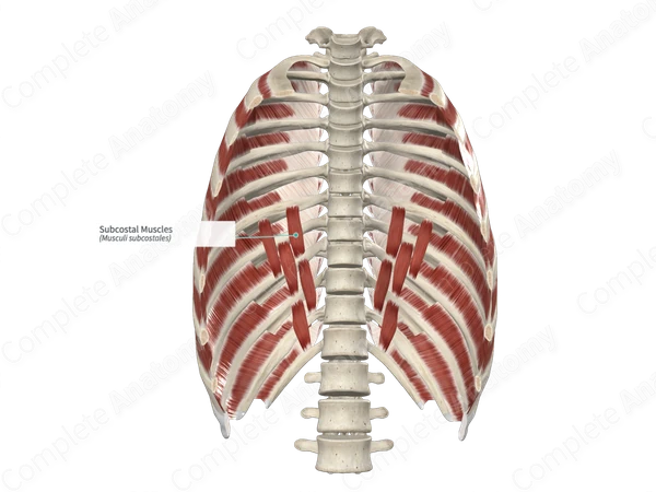 Subcostal Muscles | Complete Anatomy