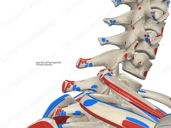 Insertion of Semispinalis Thoracis Muscle | Complete Anatomy