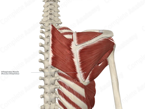 Infraspinatus Muscle | Complete Anatomy