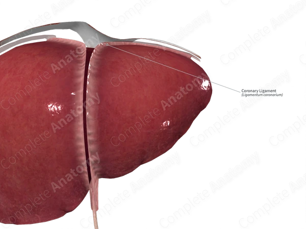 Coronary Ligament | Complete Anatomy