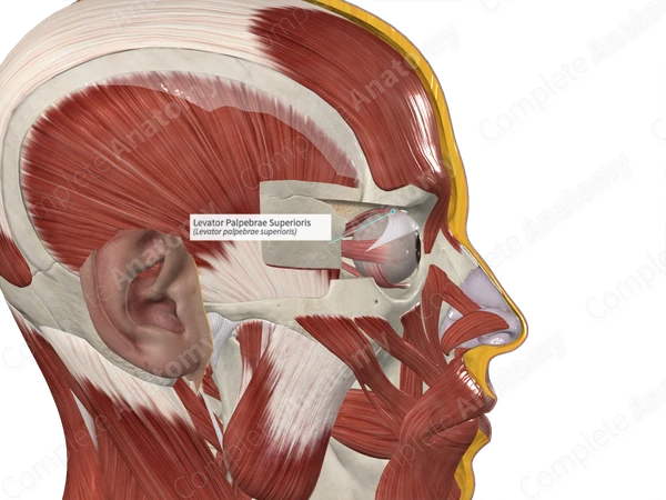 Levator Palpebrae Superioris | Complete Anatomy