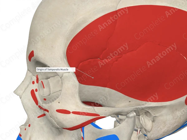 Origin of Temporalis Muscle | Complete Anatomy