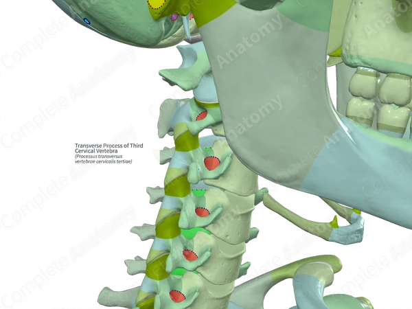 Transverse Process of Third Cervical Vertebra (Right) | Complete Anatomy
