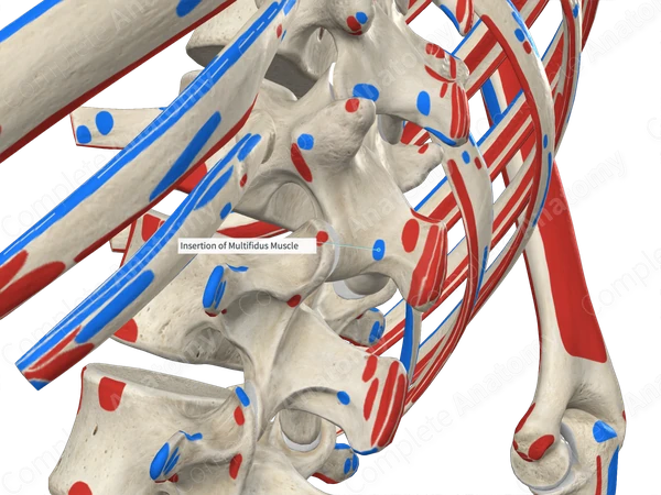 Insertion of Multifidus Muscle | Complete Anatomy