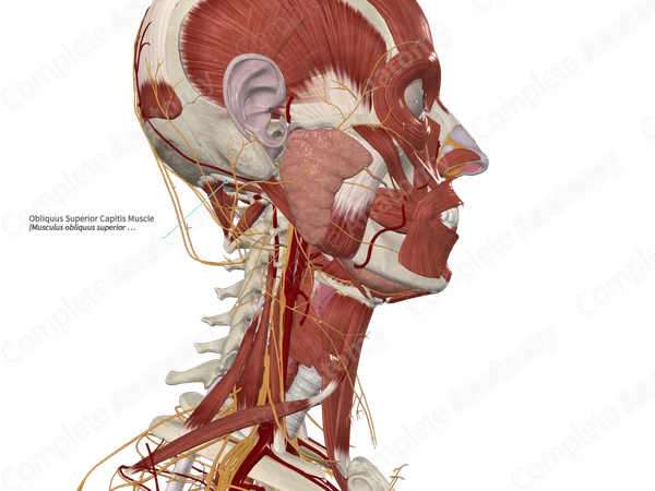 Obliquus Capitis Superiororigin Insertion Action