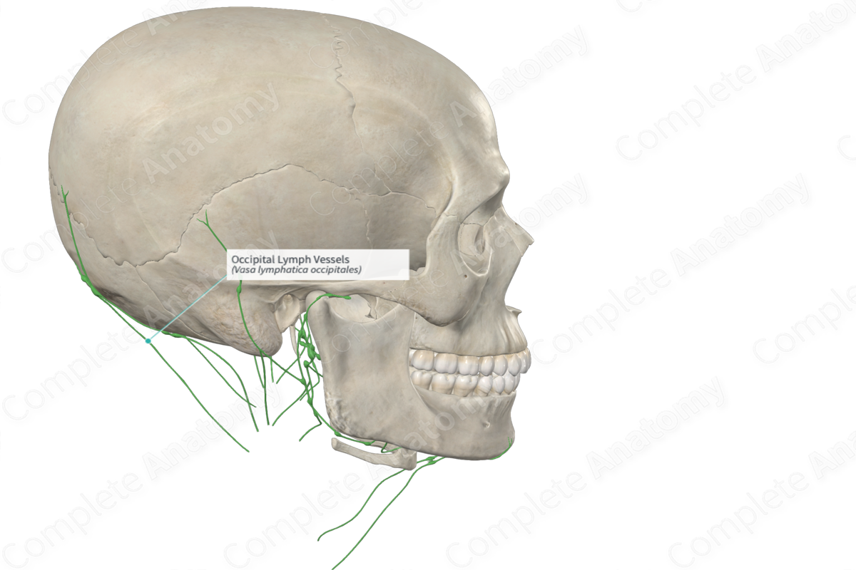 Occipital Lymph Vessels | Complete Anatomy