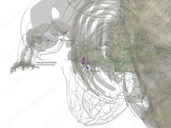 Interpectoral Nodes (Left) | Complete Anatomy