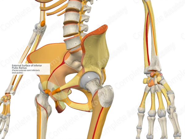 External Surface of Inferior Pubic Ramus | Complete Anatomy