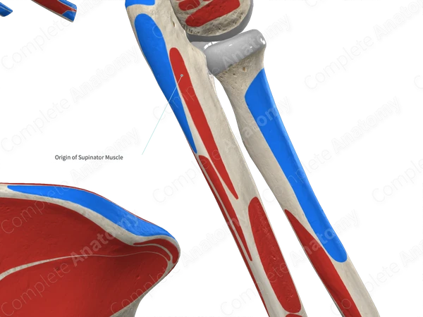 Origin of Supinator Muscle | Complete Anatomy