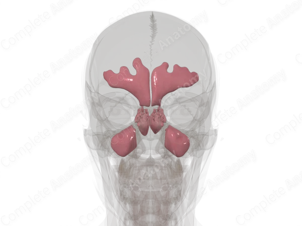 Paranasal Sinuses | Complete Anatomy