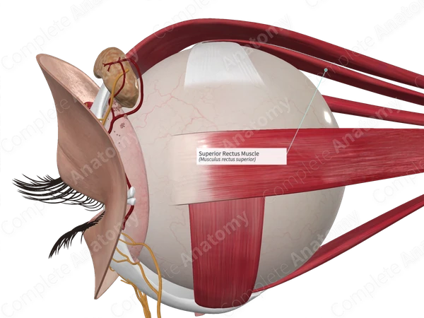 Superior Rectus Muscle | Complete Anatomy