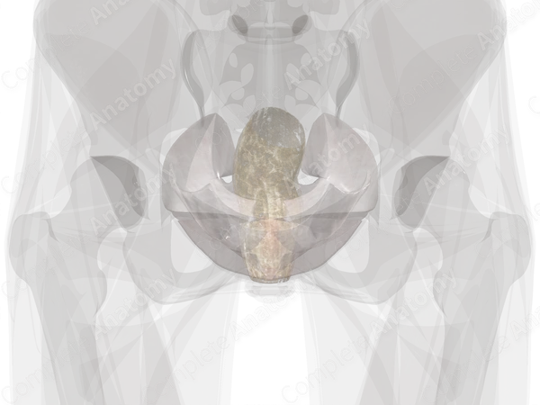 Pelvic Extraperitoneal Fasciae | Complete Anatomy