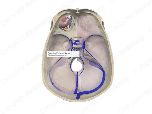 Superior Petrosal Sinus | Complete Anatomy