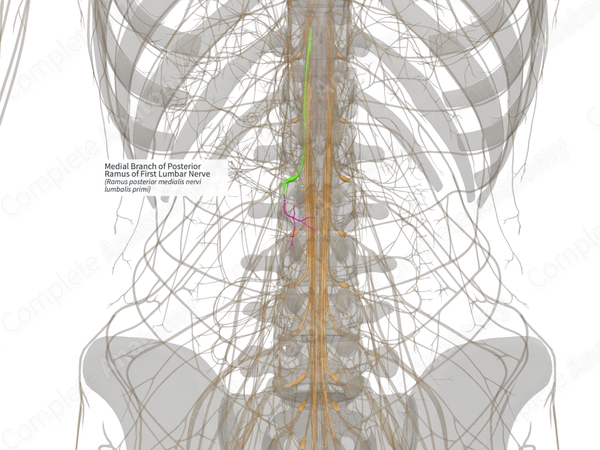 Medial Branch of Posterior Ramus of First Lumbar Nerve (Right ...