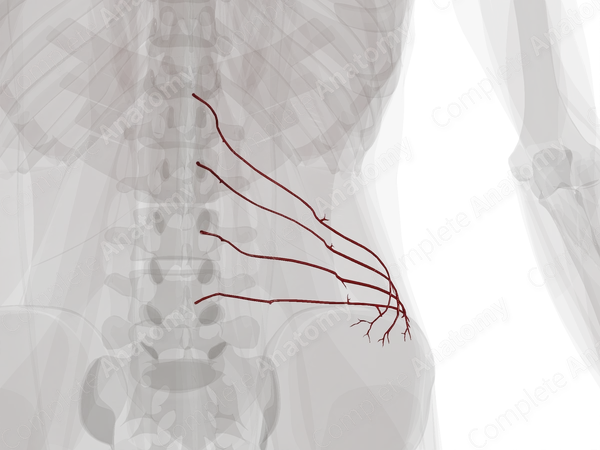 Lumbar Arteries (Left) | Complete Anatomy
