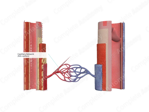 Capillary Network | Complete Anatomy